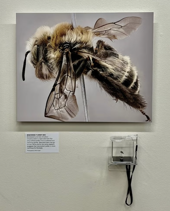 A Buzzy Exhibit at the UC Santa Barbara Library - The Santa Barbara Independent